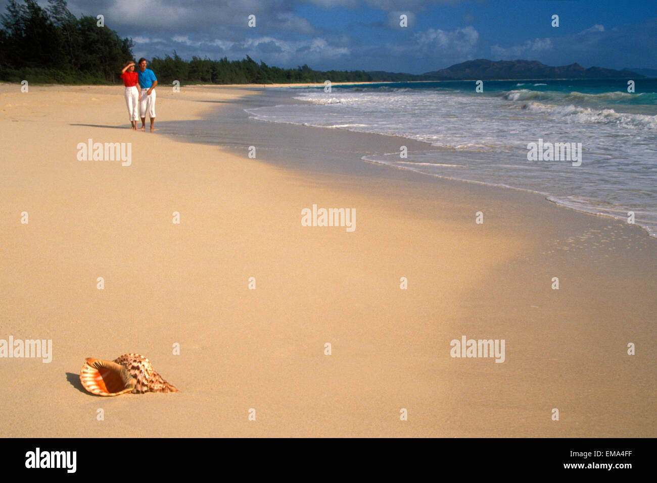 Trumpet shell on beach hi-res stock photography and images - Alamy