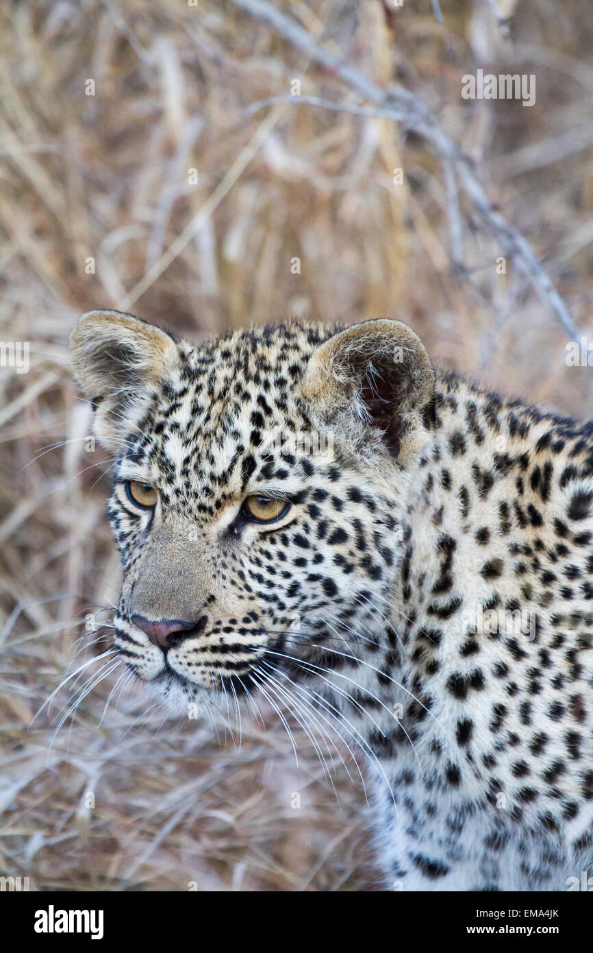 Leopard cub africa hi-res stock photography and images - Alamy