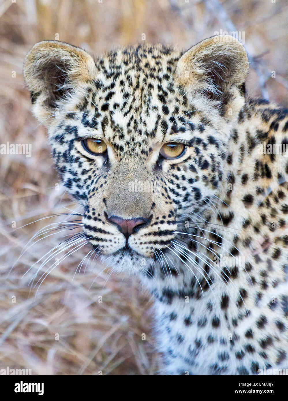 Young leopard cub hi-res stock photography and images - Alamy