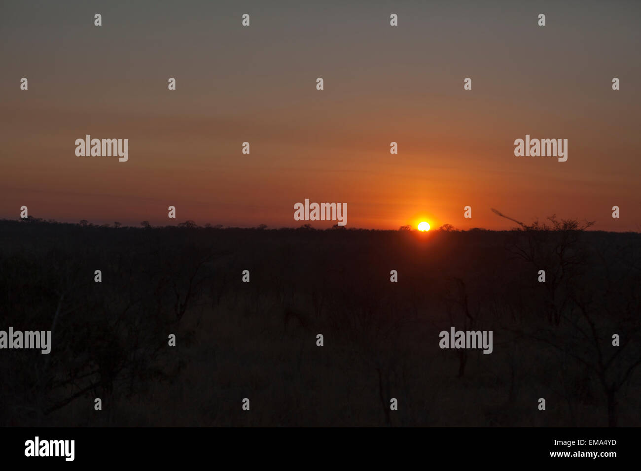 Red sunrise on safari, South Africa Stock Photo - Alamy