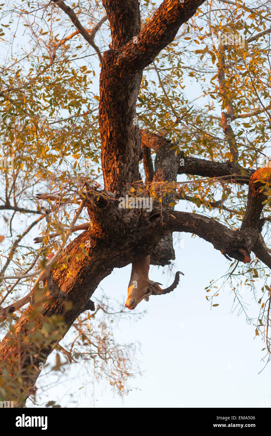 Impala carcass in tree, Timbavati, South Africa Stock Photo - Alamy