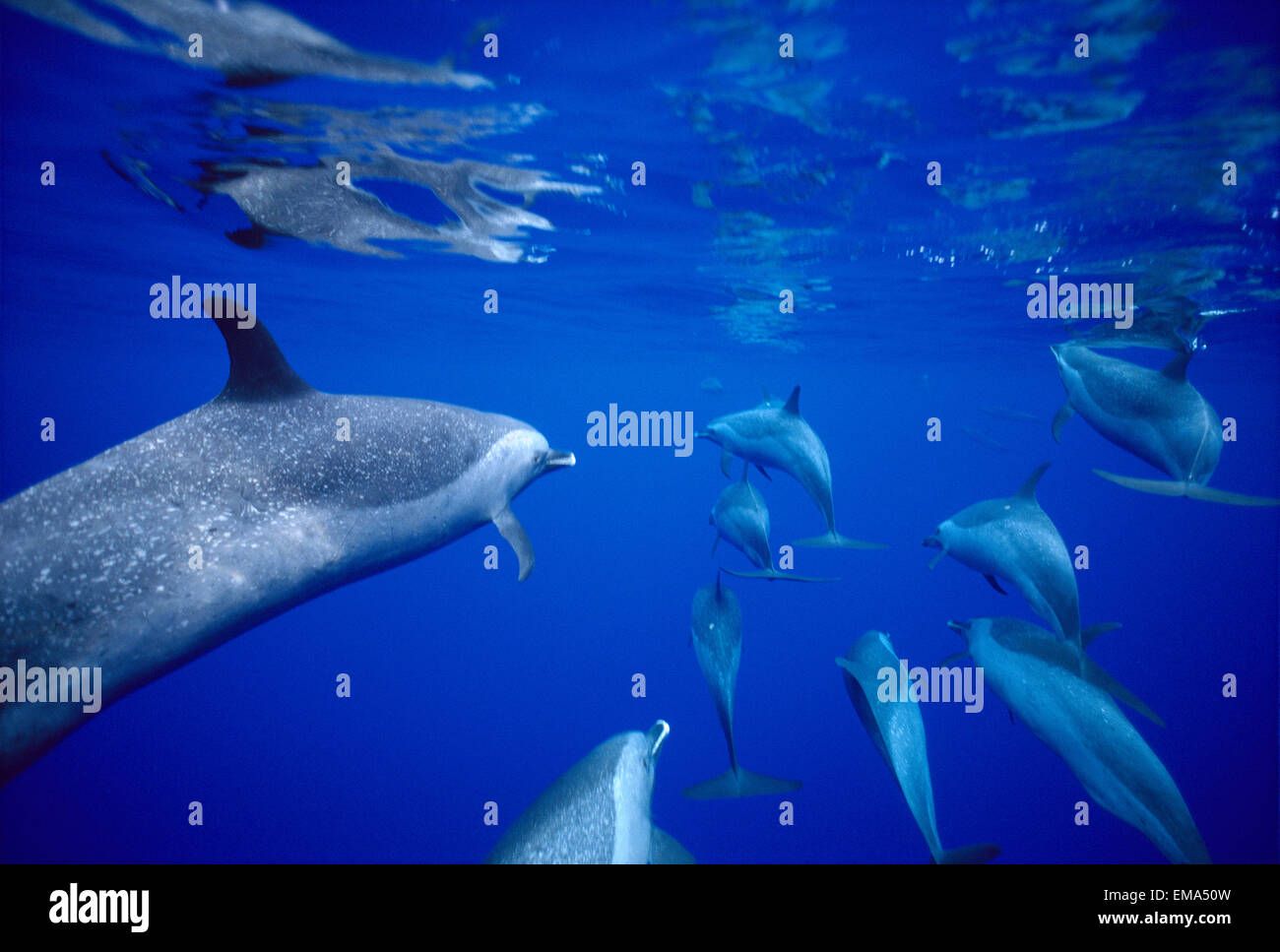 Hawaii, Pacific Spotted Dolphins Underwater 9 Close-Up (Stenella ...