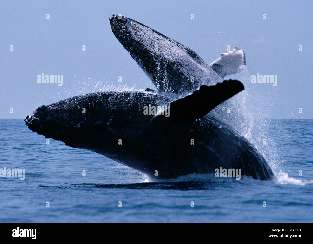 Hawaii, Humpback Whales (Megaptera Novaeangliae), Double Breach, Both ...