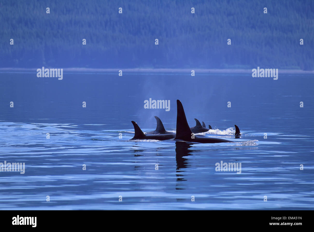 Alaska, Icy Strait, Pod Of Killer Whales Inside Passage (Orcinus Orca ...