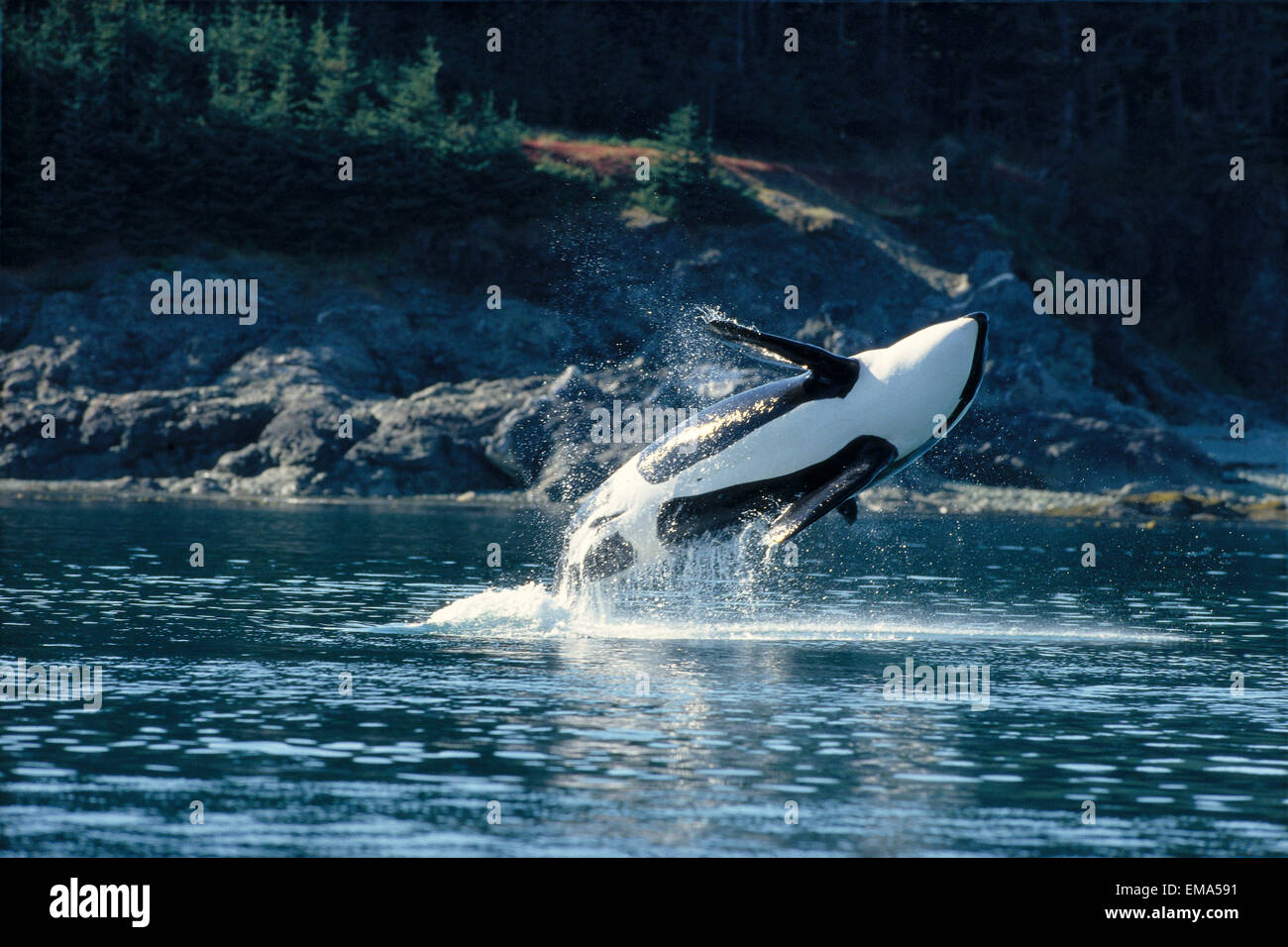 Full view of killer whale hi-res stock photography and images - Alamy