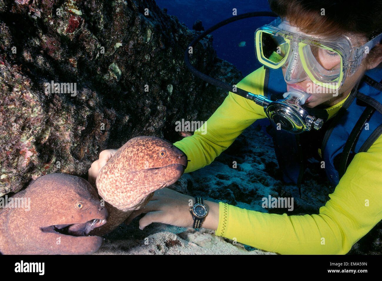 Hawaii, Woman Scuba Diving Holds Yellow Margin Moral Eel, Pair A81D Stock Photo - Alamy
