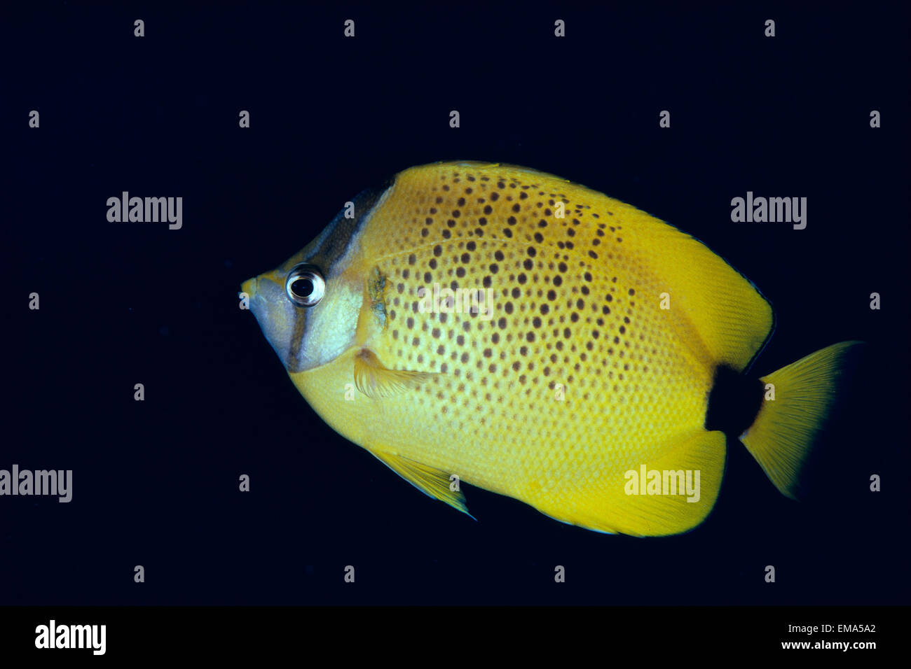 Hawaii, Close-Up Side View Of Milletseed Butterflyfish (Chaetodon ...