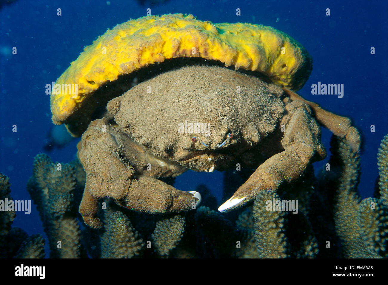 Hawaii, Close-Up Of Sponge Crab (Dromidiopsis Dormia) On Coral A89C ...