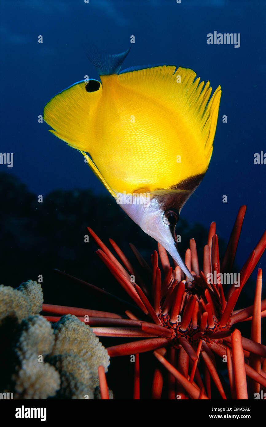 Hawaii, Long Nose Butterfly Fish (Forcipiger Sp?) Over Pencil Urchin ...