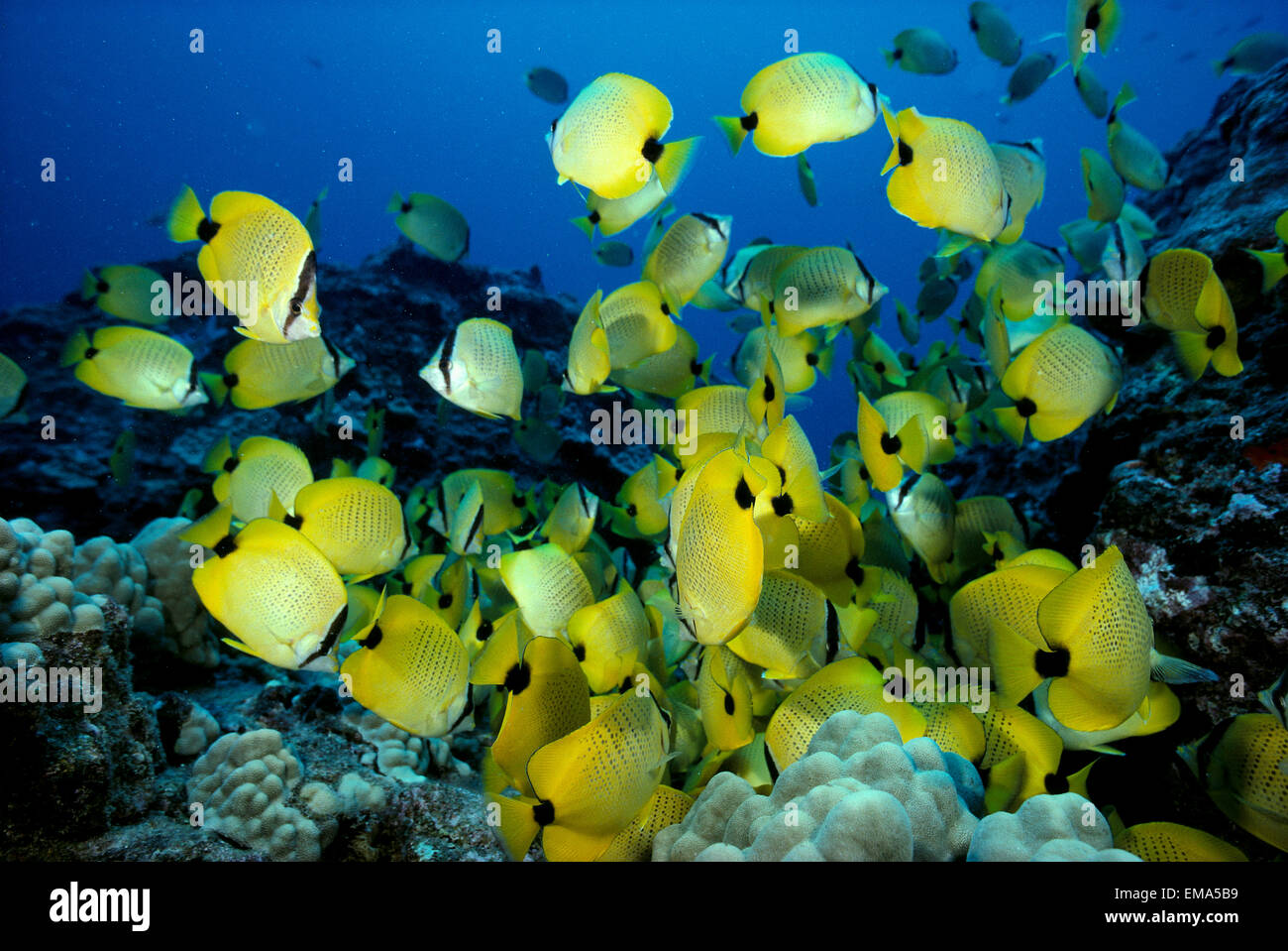 Hawaii, Kikakapu, Lined Butterflyfish (Chaetodon Lineolatus) School ...