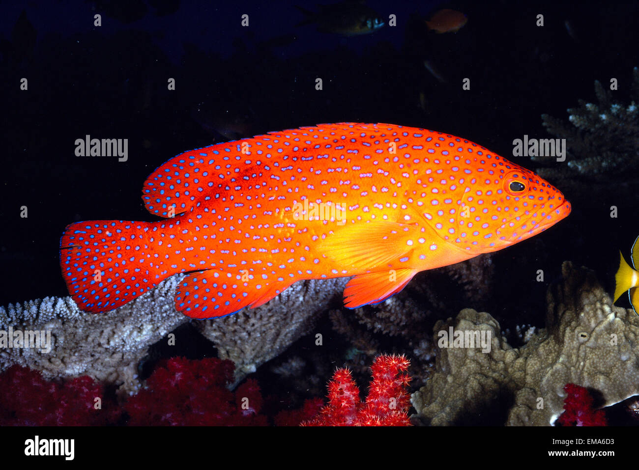 Fiji, Coral Rock Cod (Cephalopholis Miniatus) B1948 Stock Photo - Alamy