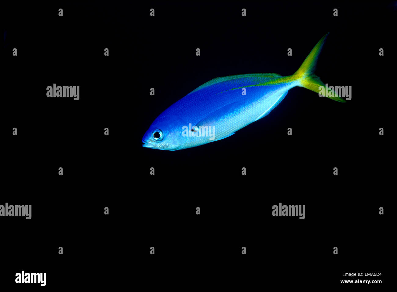 Soloman Islands, Fusilier Fish B1928 Stock Photo - Alamy