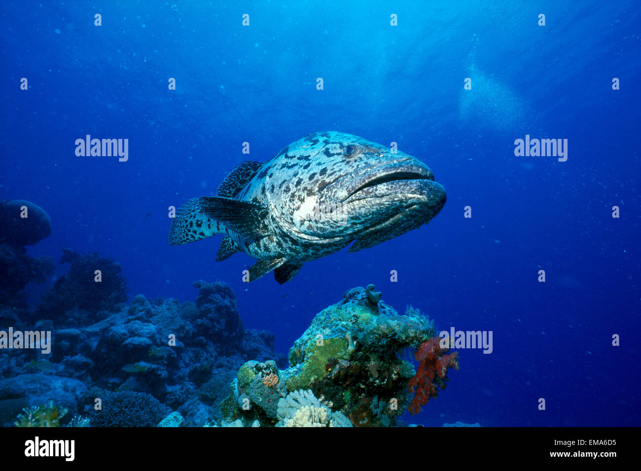 Australia, Great Barrier Reef, Potato Cod B1946 Stock Photo - Alamy