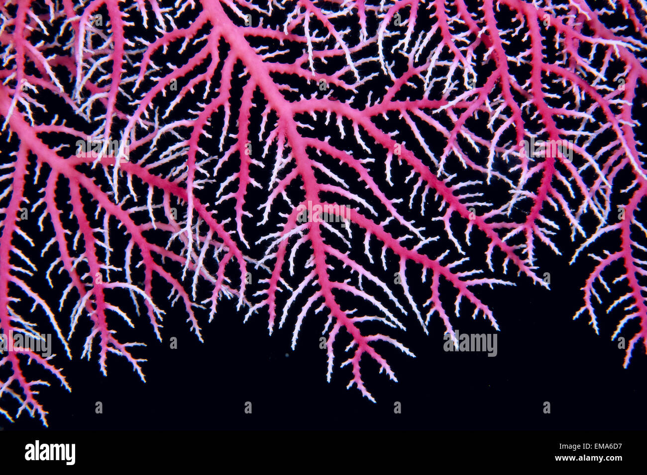 Papua New Guinea, Lace Coral (Stylaster Sp?) Close-Up B1921 Stock Photo ...