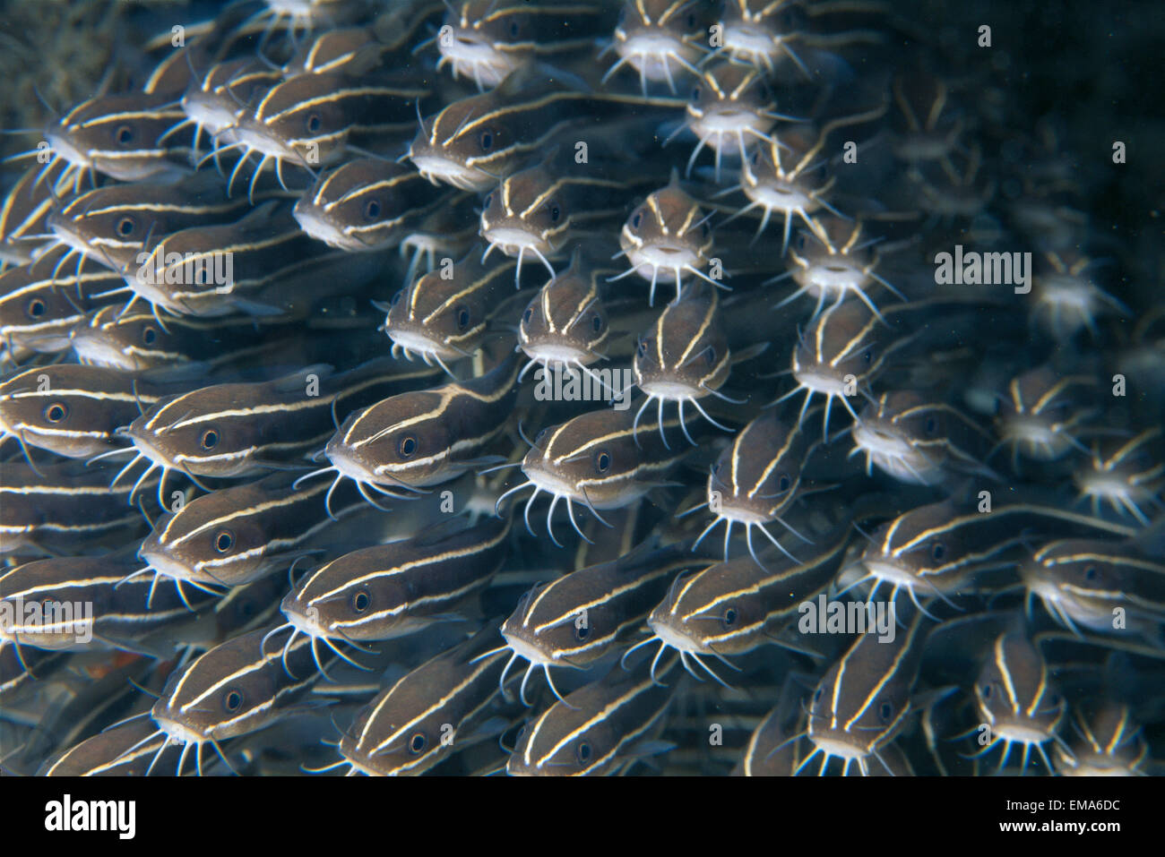 Indonesia, Striped Eel Catfish (Plotosus Lineatus) School Look To ...