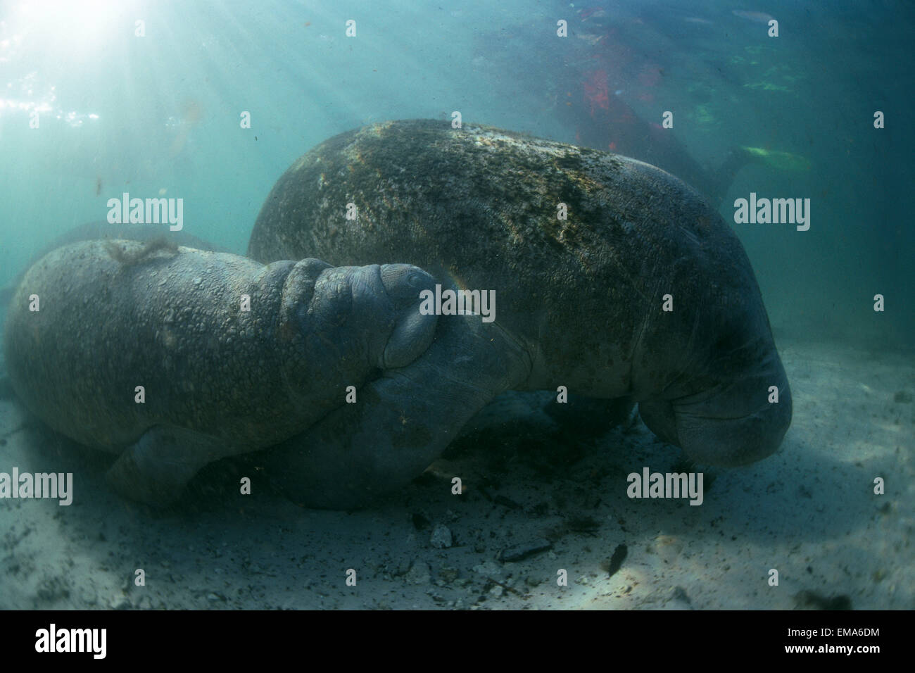 Florida, West Indian Manatee (Trichechus Manatus) Mom And Baby ...