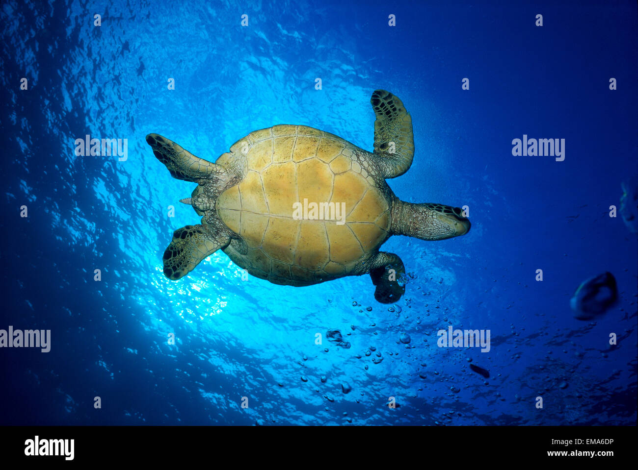 Hawaii, Green Sea Turtle (Chelonia Mydas) Underside With Sunburst B1922 ...