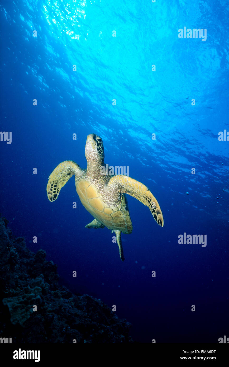 Hawaii, Green Sea Turtle (Chelonia Mydas) Swims Toward Surface B1918 ...
