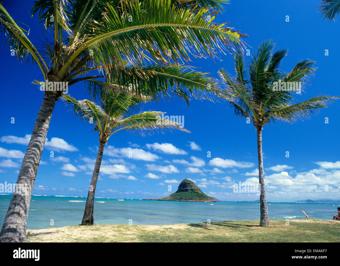 Hawaii, Oahu, Mokoli'i Island (Chinaman Hat) Palm Trees, Beach Stock ...