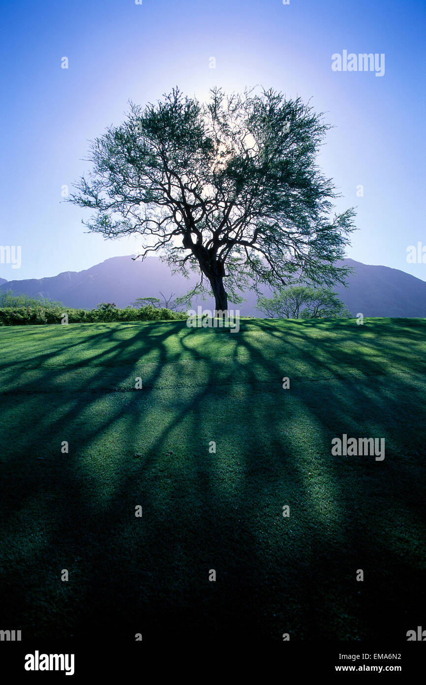 Silhouette Of Tree On Grassy Knoll, Mountain In Background B1628 Stock ...