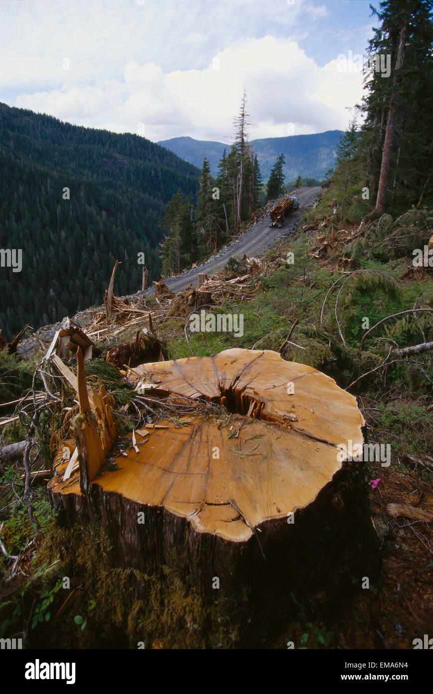 Alaska, Revillagigedo Island, Tongass National Forest, Logging Stock ...
