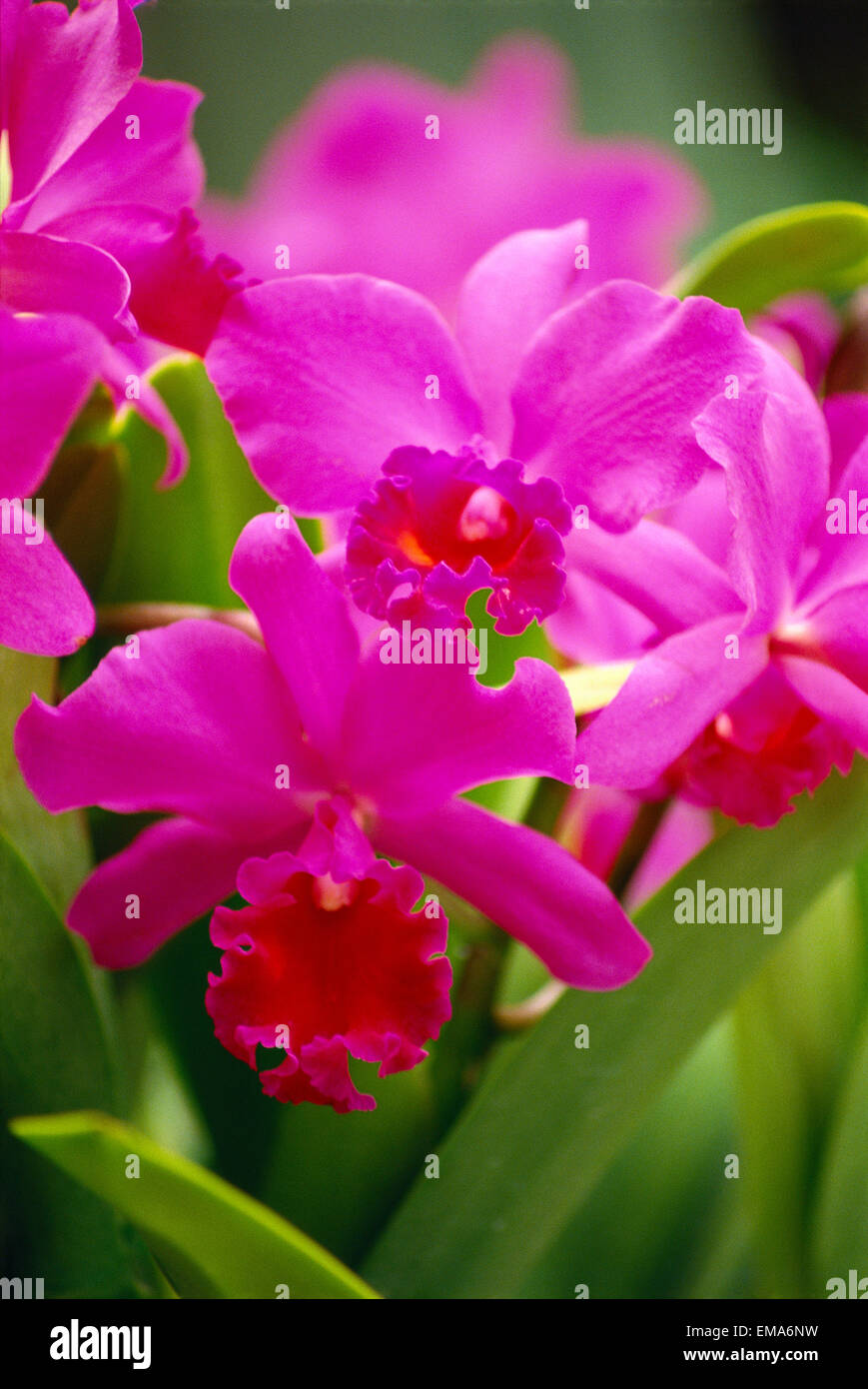 Pink Cattleya Orchids B1594 Stock Photo - Alamy