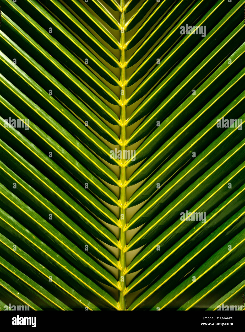 Palm Leaf, Close-Up, Spine In Center B1629 Stock Photo - Alamy