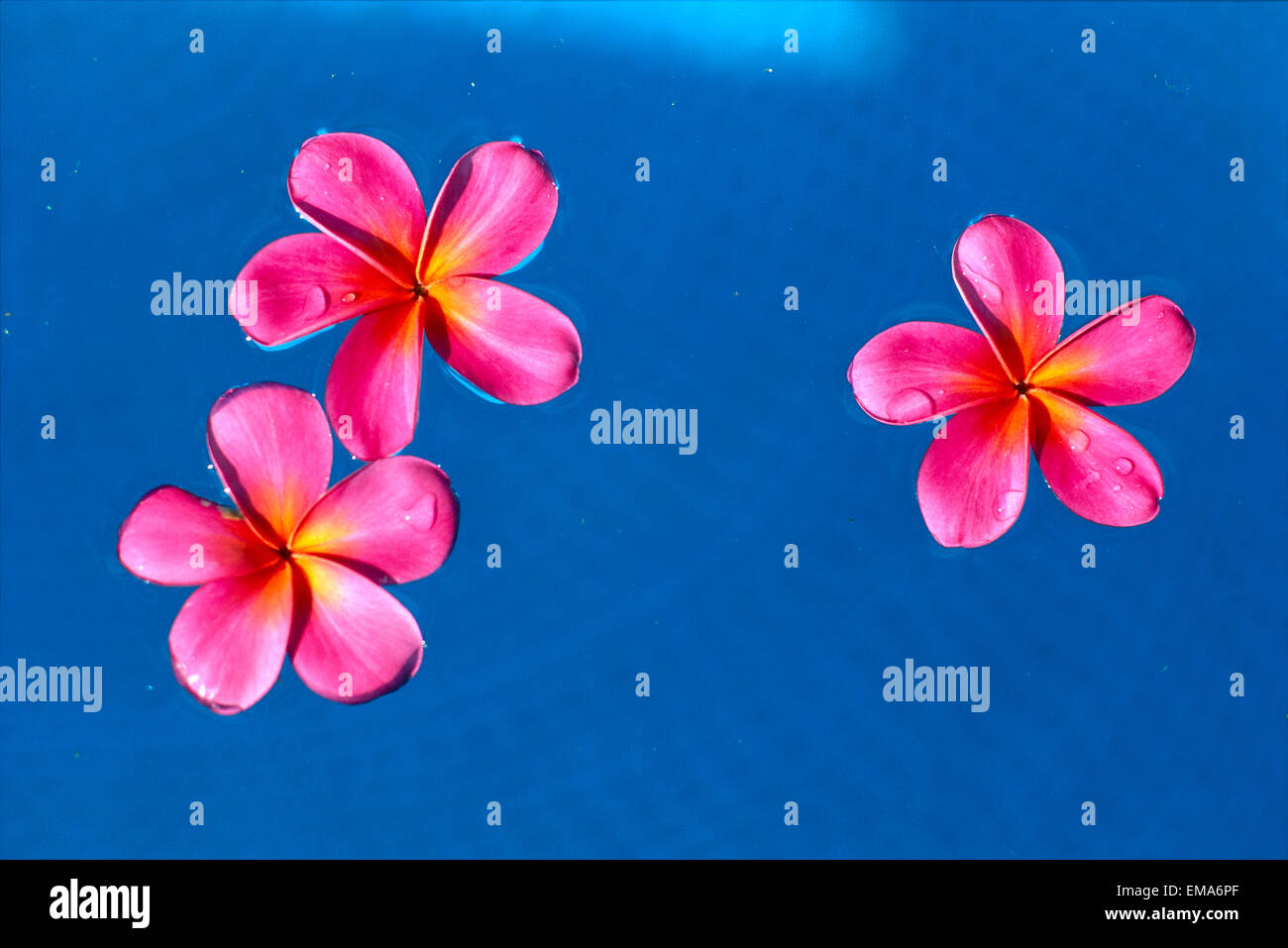 Red Plumeria Flowers Floating On Water Surface B1586 Stock Photo - Alamy