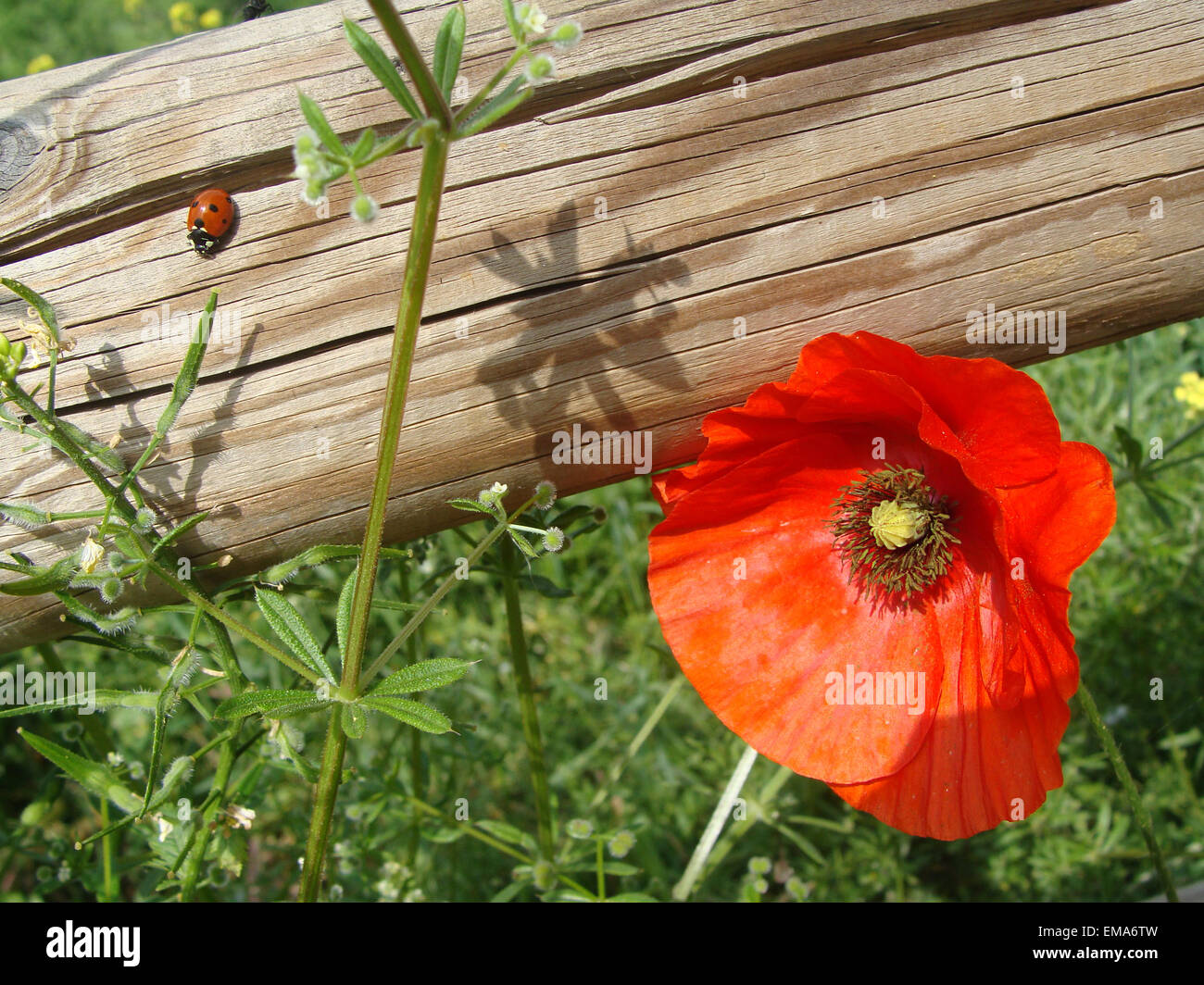 poppy flower close up Stock Photo - Alamy