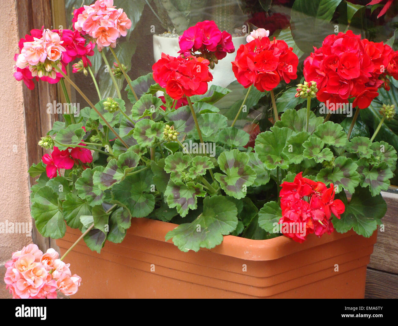Many plenty of colorful flowers Stock Photo - Alamy