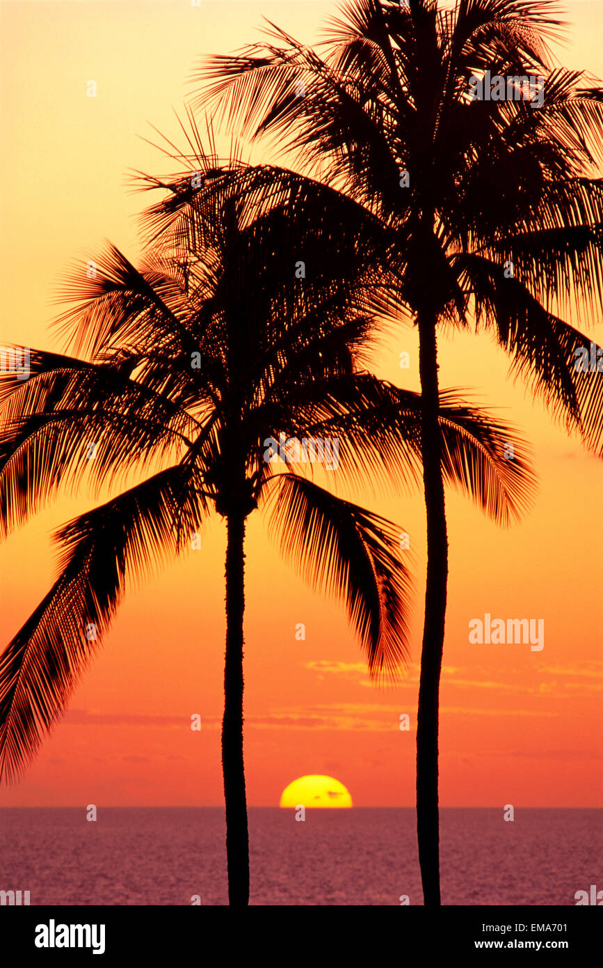 Hawaii, Big Island, Sunset With Coconut Trees Kohala Coast, B1557 Stock ...