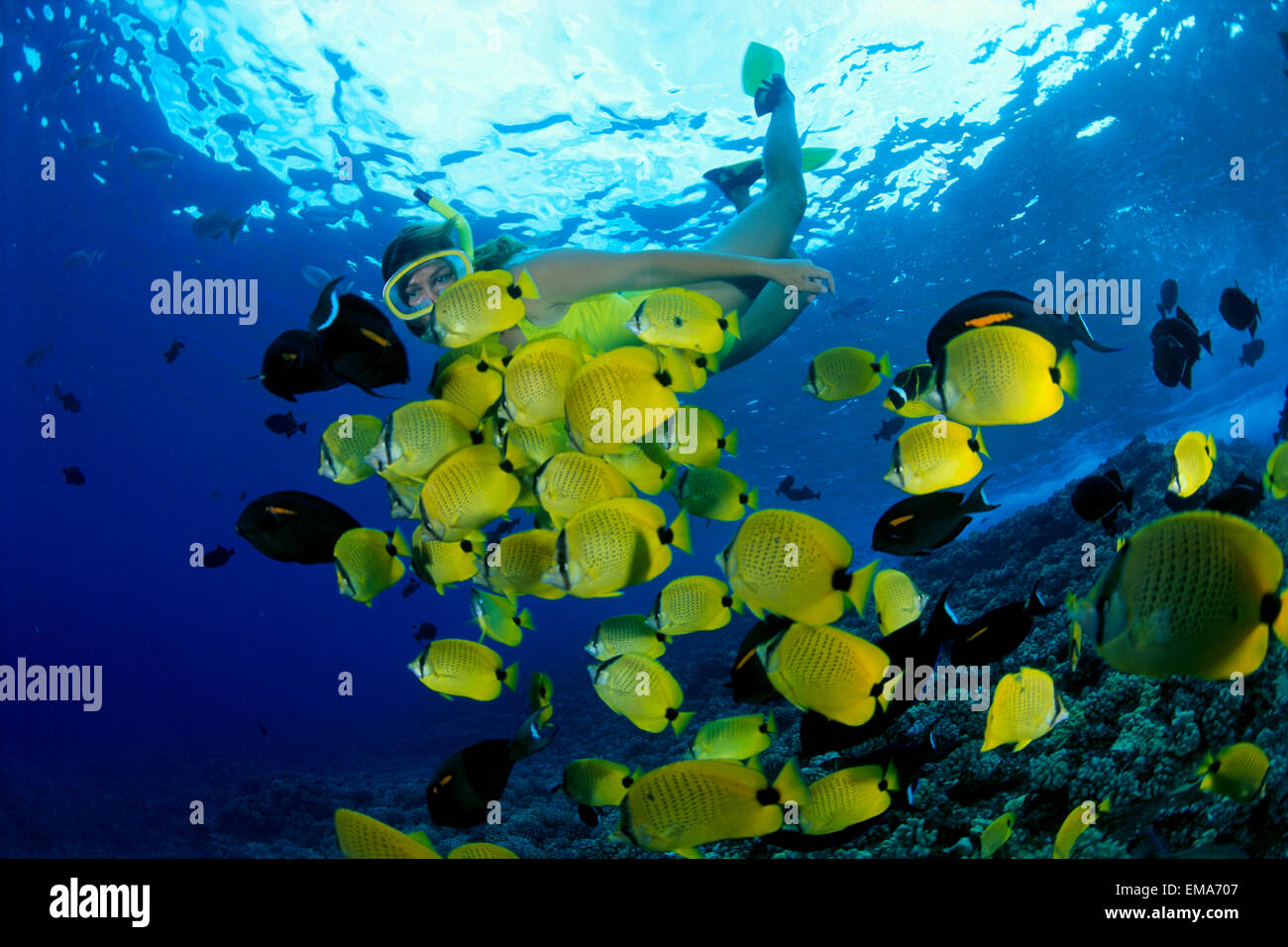Hawaii, Snorkeler With Lemon Butterflyfish (Chaetodon Miliaris) B1305 ...