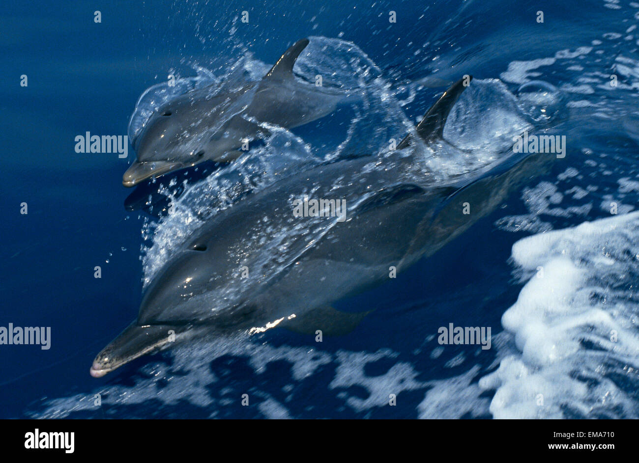 Hawaii, Pair Pacific Spotted Dolphin At Ocean Surface, Action (Stenella ...