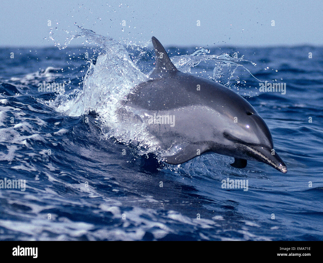 Hawaii, Pacific Spotted Dolphin Skimming The Surface, B1886 Stock Photo ...
