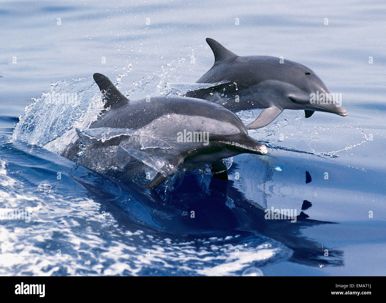 Hawaii, Two Pacific Spotted Dolphins At Surface Of Glassy Ocean With ...