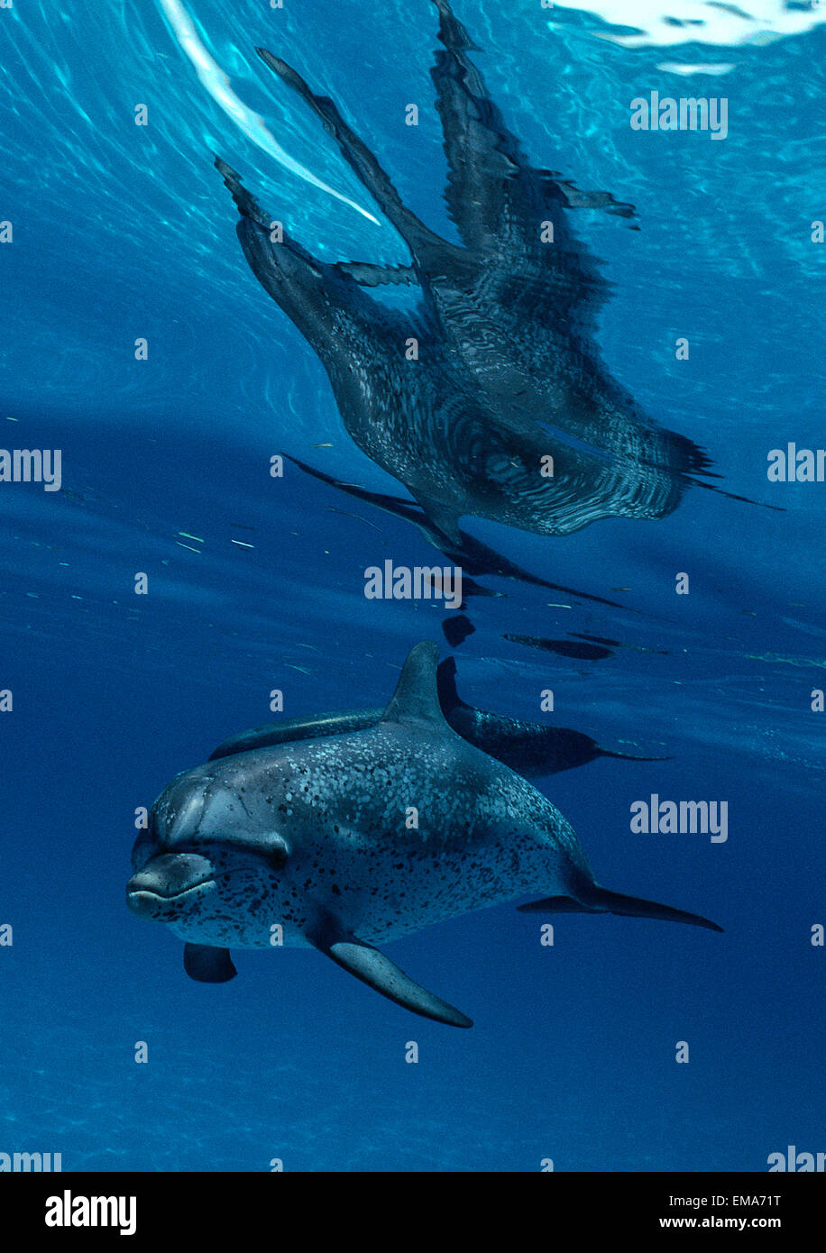 Atlantic Spotted Dolphin Near Surface With Mirror Reflections On Water ...