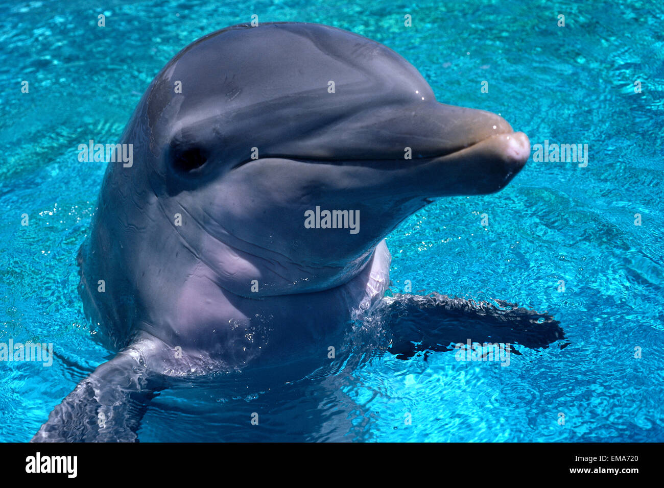 Hawaii, Bottlenose Dolphin (Tursiops Truncatus) In Captivity Close-Up ...