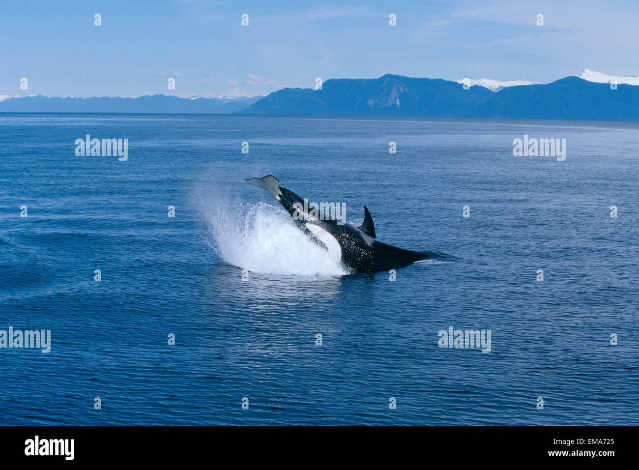 Alaska, Stephens Passage, Killer Whale (Orca Orcinus) Tail Lob, Side ...