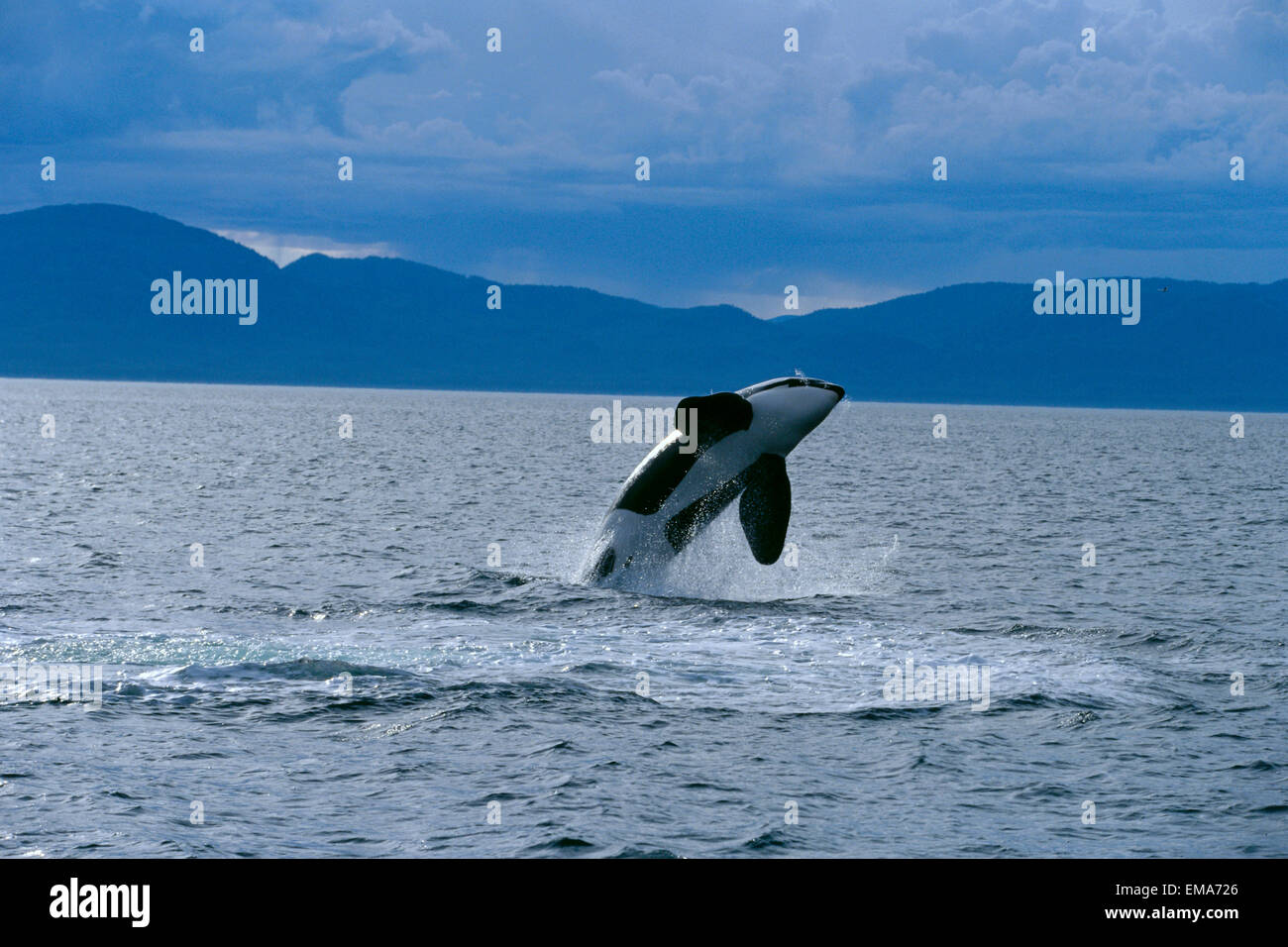 Alaska, Stephens Passage, Killer Whale (Orca Orcinus) Breach B1999 ...