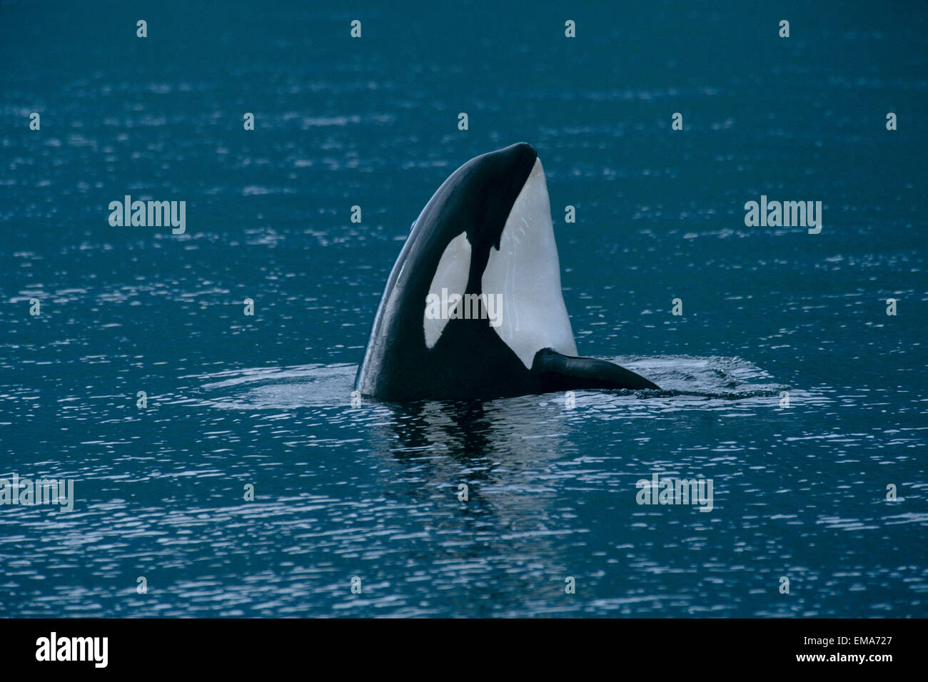 Alaska, Stephens Passage, Killer Whale (Orca Orcinus) Spy Hop B1998 ...