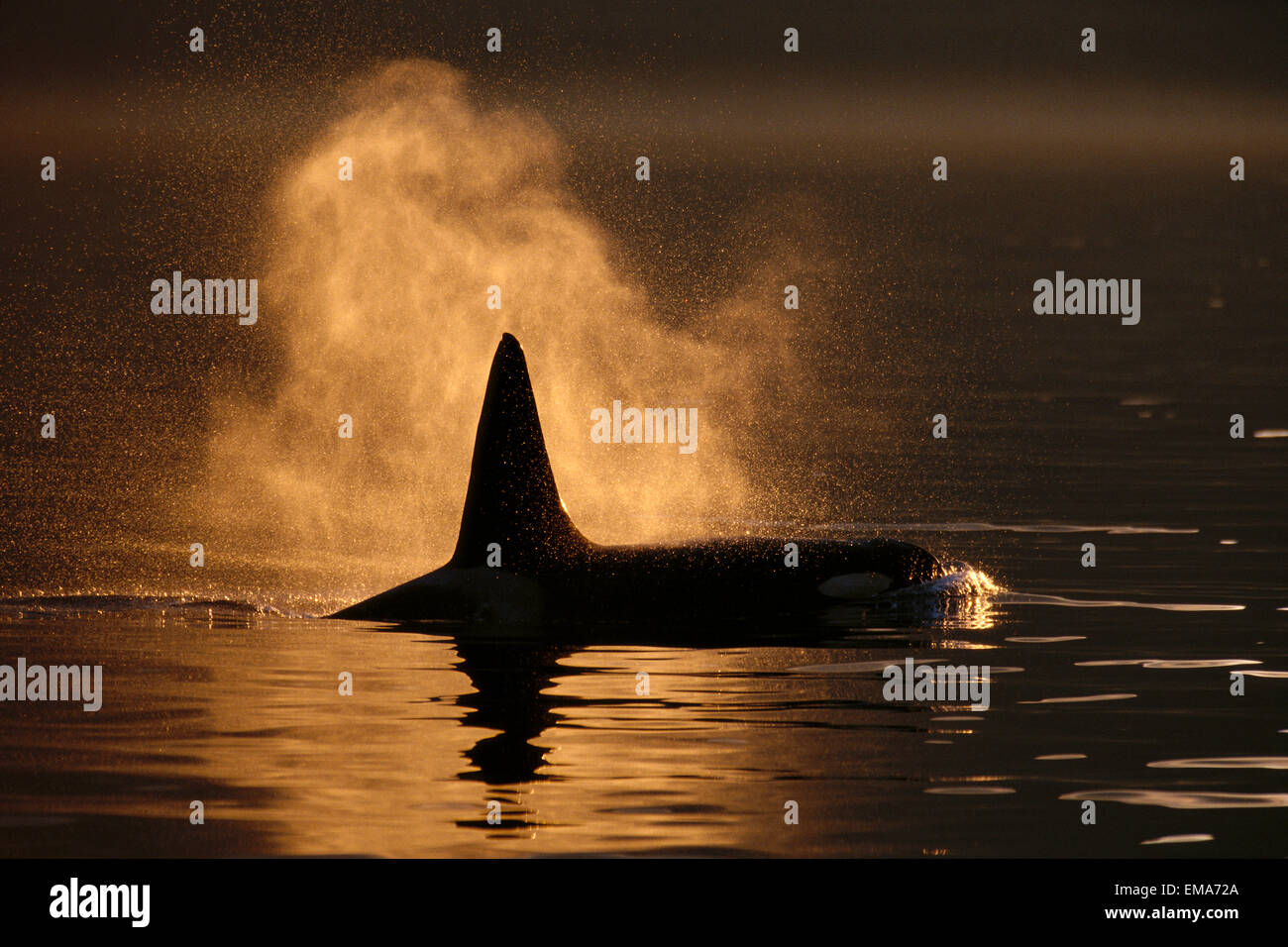 Canada, British Columbia, Killer Whale (Orca Orcinus) Surfacing, Sunset ...