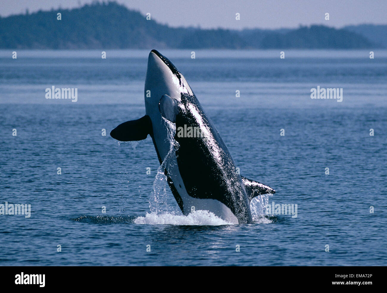 Orca whale killer whale breaches hi-res stock photography and images ...