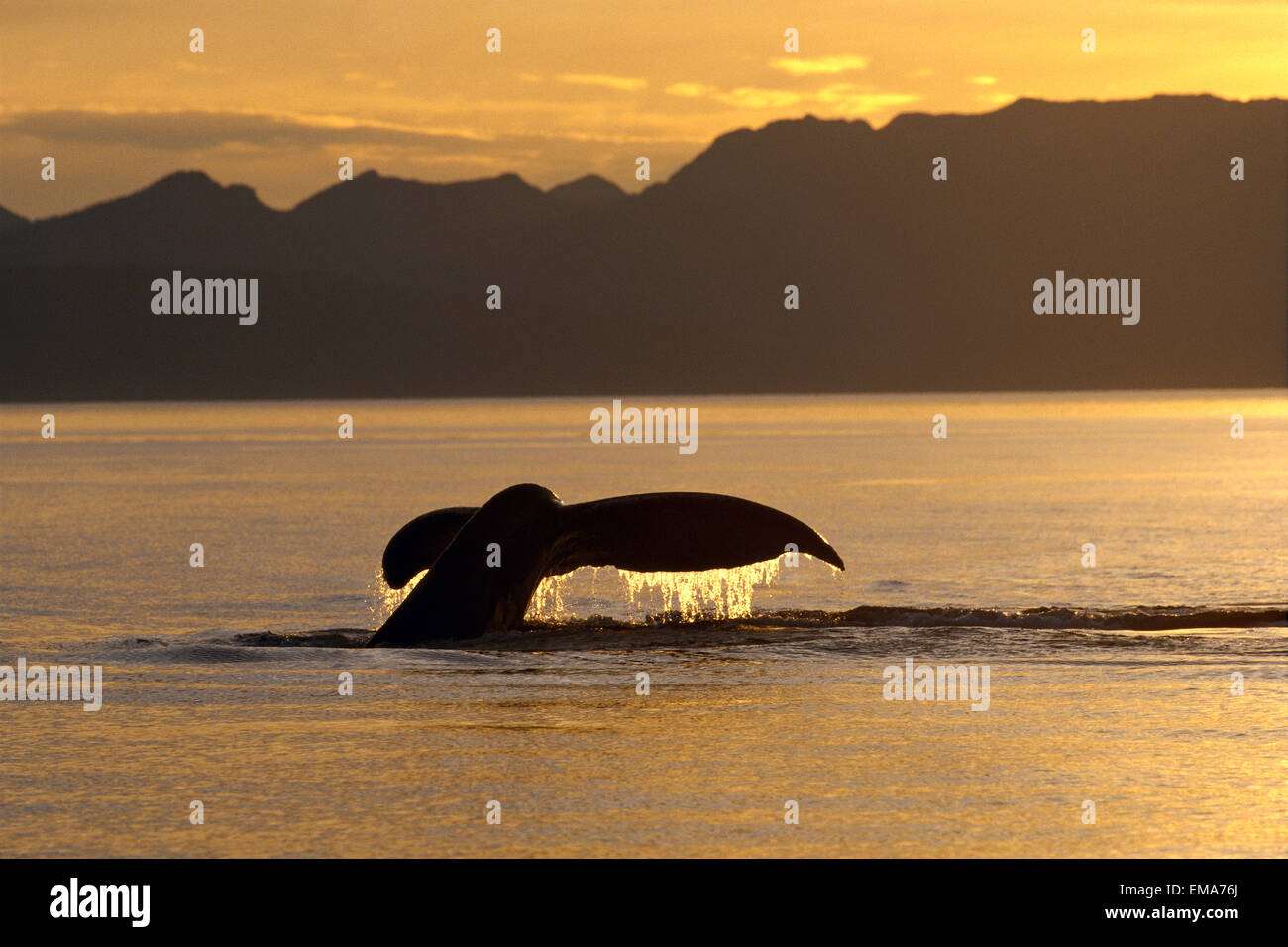 Alaska, Frederick Sound, Humpback Whale (Megaptera Novaeangliae) Tail ...