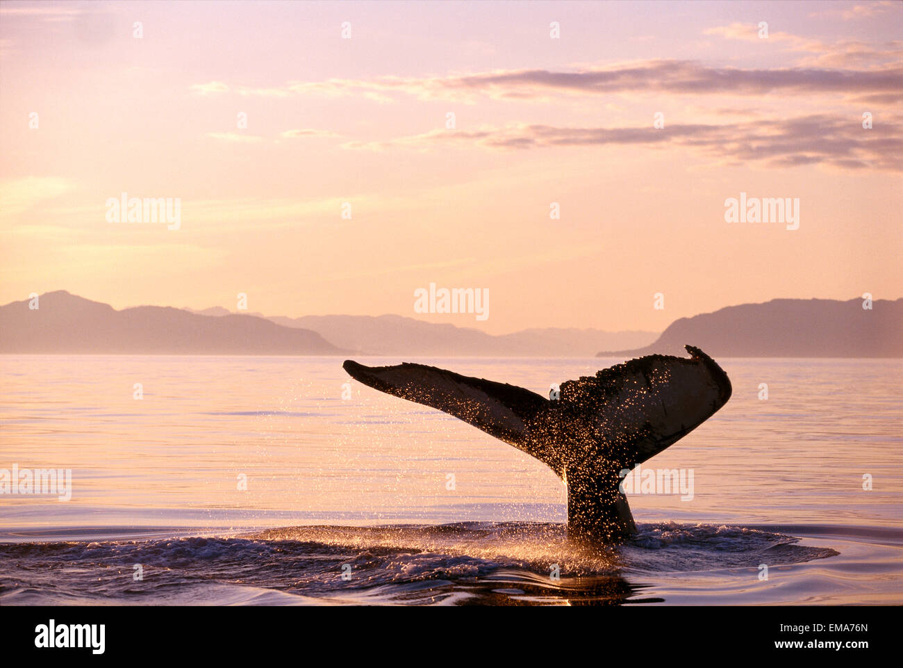 Alaska, Frederick Sound, Humpback Whale (Megaptera Novaeangliae) Fluke ...