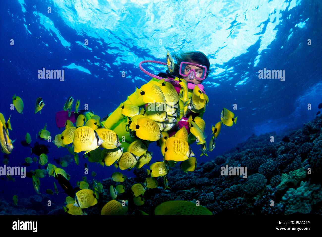 Milletseed butterflyfish hawaii hi-res stock photography and images - Alamy