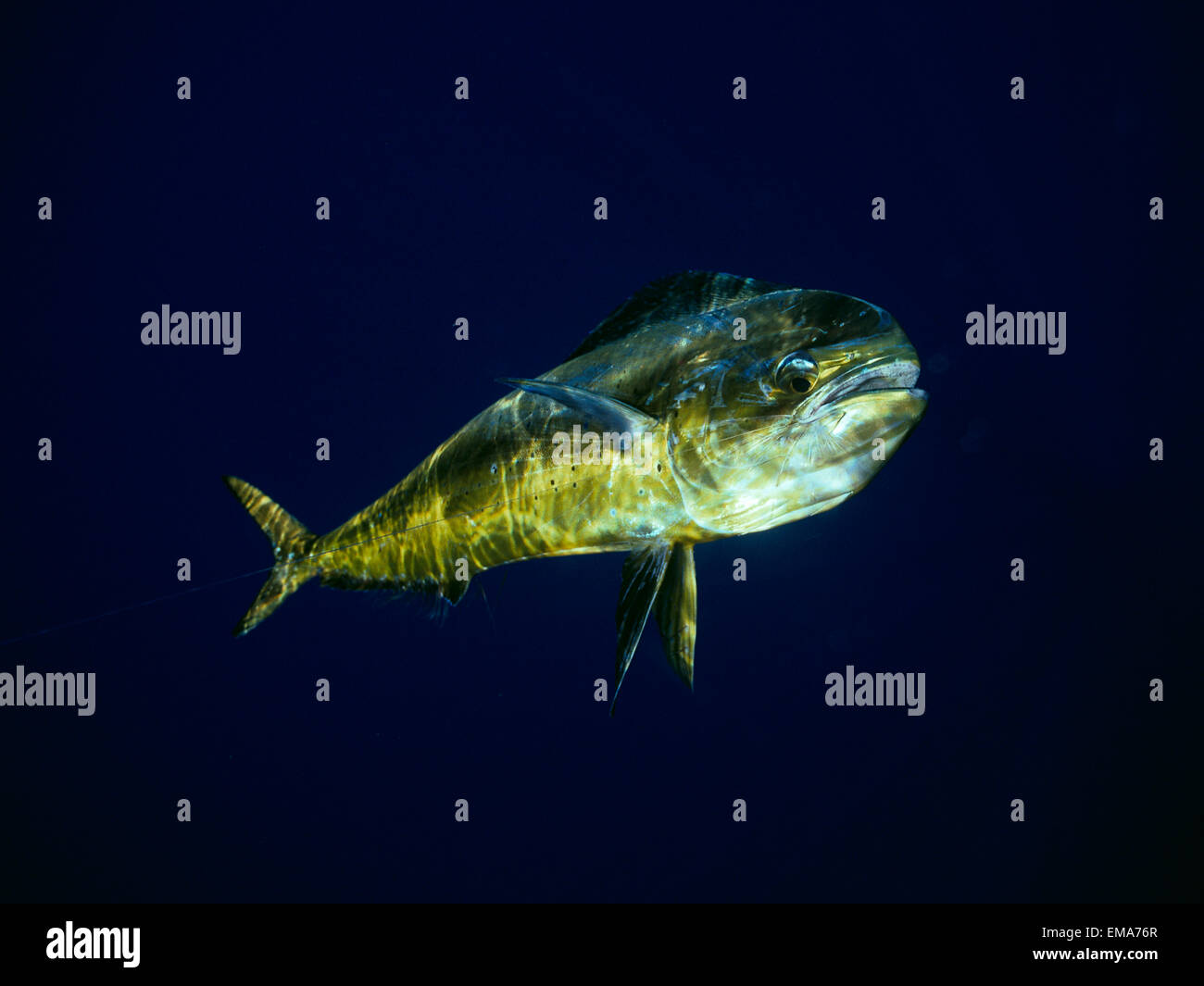Hawaii, Mahi Mahi (Dolphinfish) Coryphaena Hippurus Close-Up In Blue ...