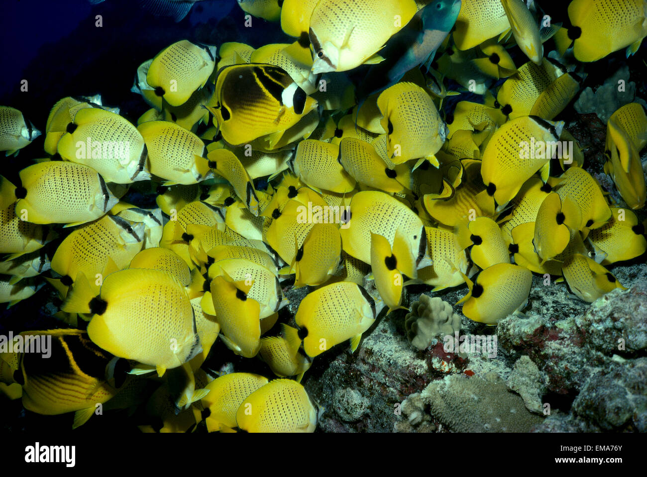 Milletseed butterflyfish hawaii hi-res stock photography and images - Alamy