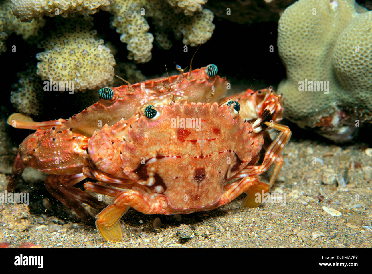 Hawaiian Swimming Crabs Mating, (Charybdis Hawaiiensis) C1940 Stock ...