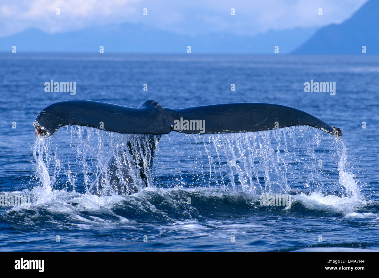 Alaska, Frederick Sound, Humpback Whale (Megaptera Novaeangliae) Fluke ...
