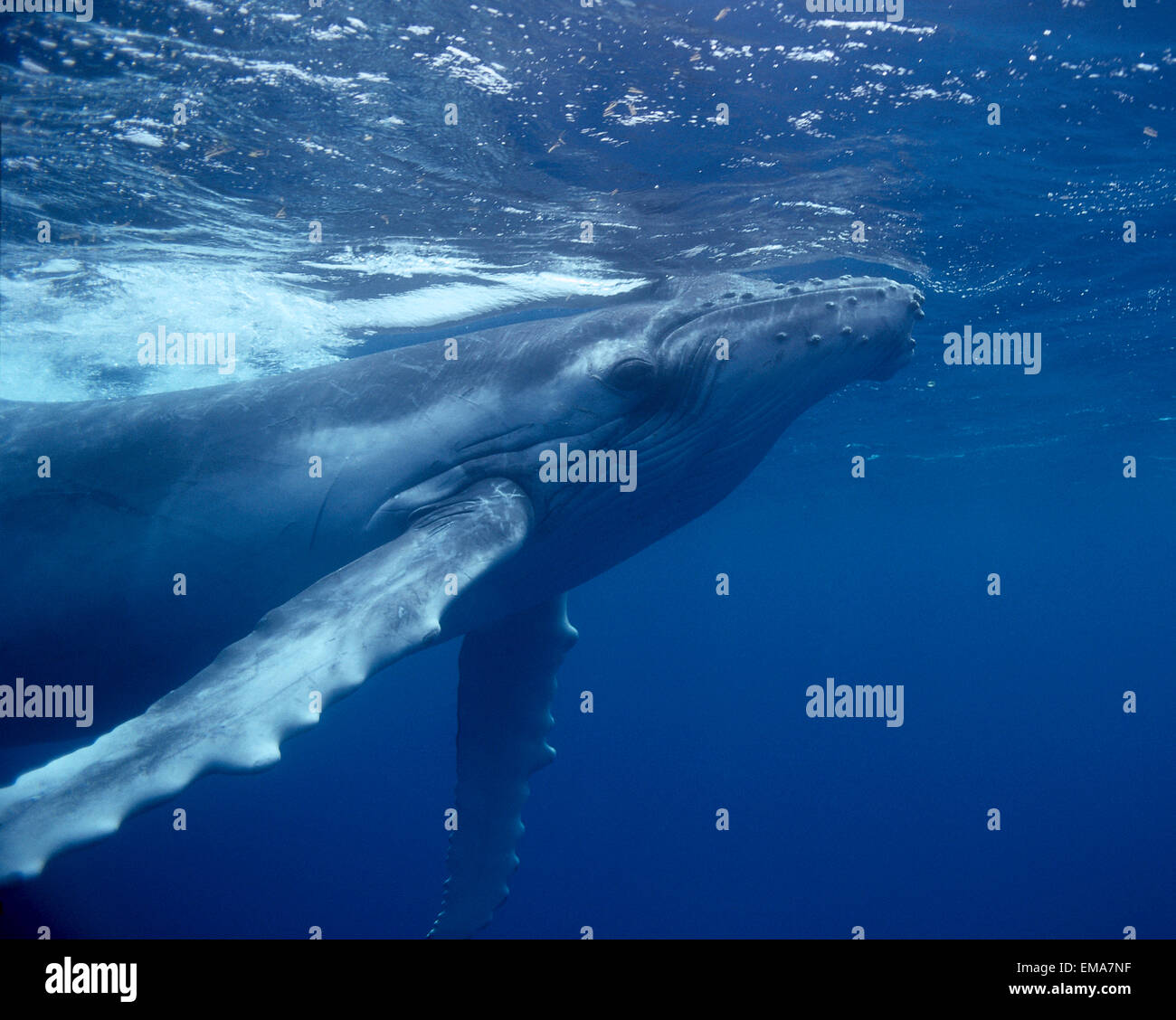 Tonga, Humpback Whale Side View Close-Up, Near Surface (Megaptera ...